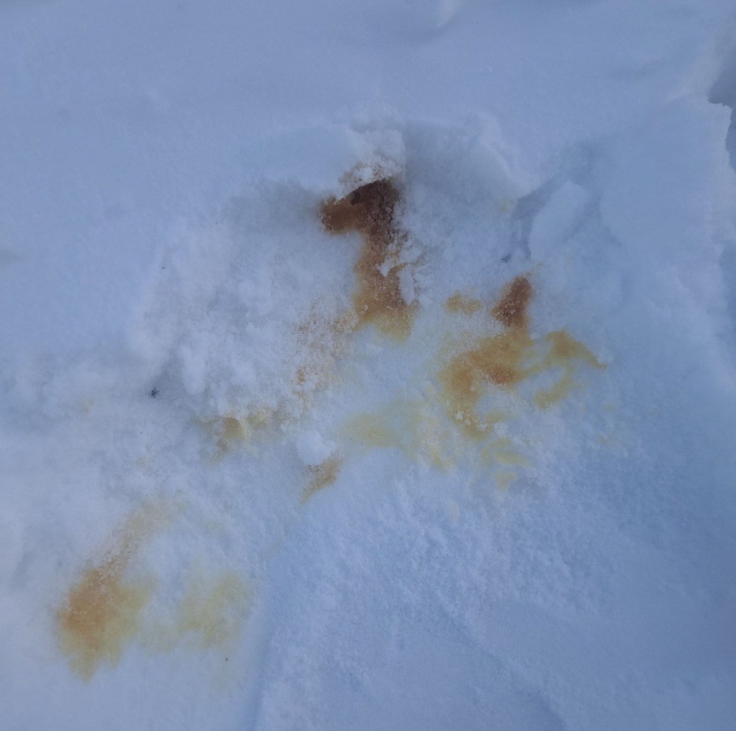 Yellow Snow – Meandering Moose